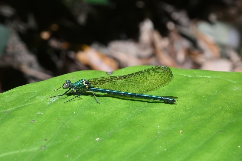 アサヒナカワトンボ: カビーの徒然